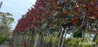 Leiboom Photinia fraseri Red Robin - Onlineplantenshop.nl