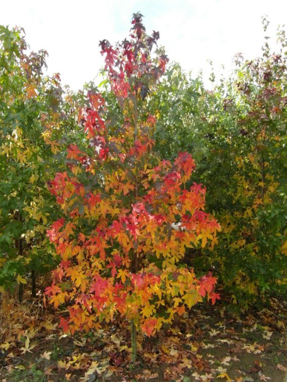 Liquidambar styraciflua - Amberboom - Onlineplantenshop.nl