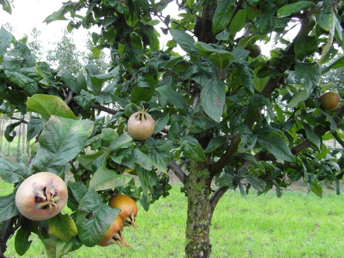 Mespilus germanica Mispelboom kopen - Onlineplantenshop.nl