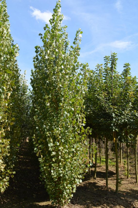 Populus nigra Italica - Italiaanse populier - Onlineplantenshop.nl