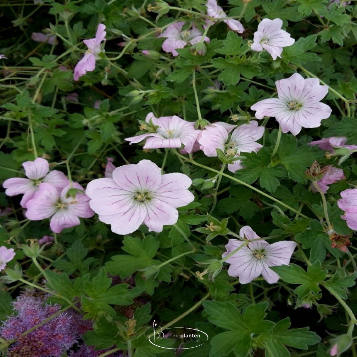 Geranium Dreamland - Ooievaarsbek - Onlineplantenshop.nl