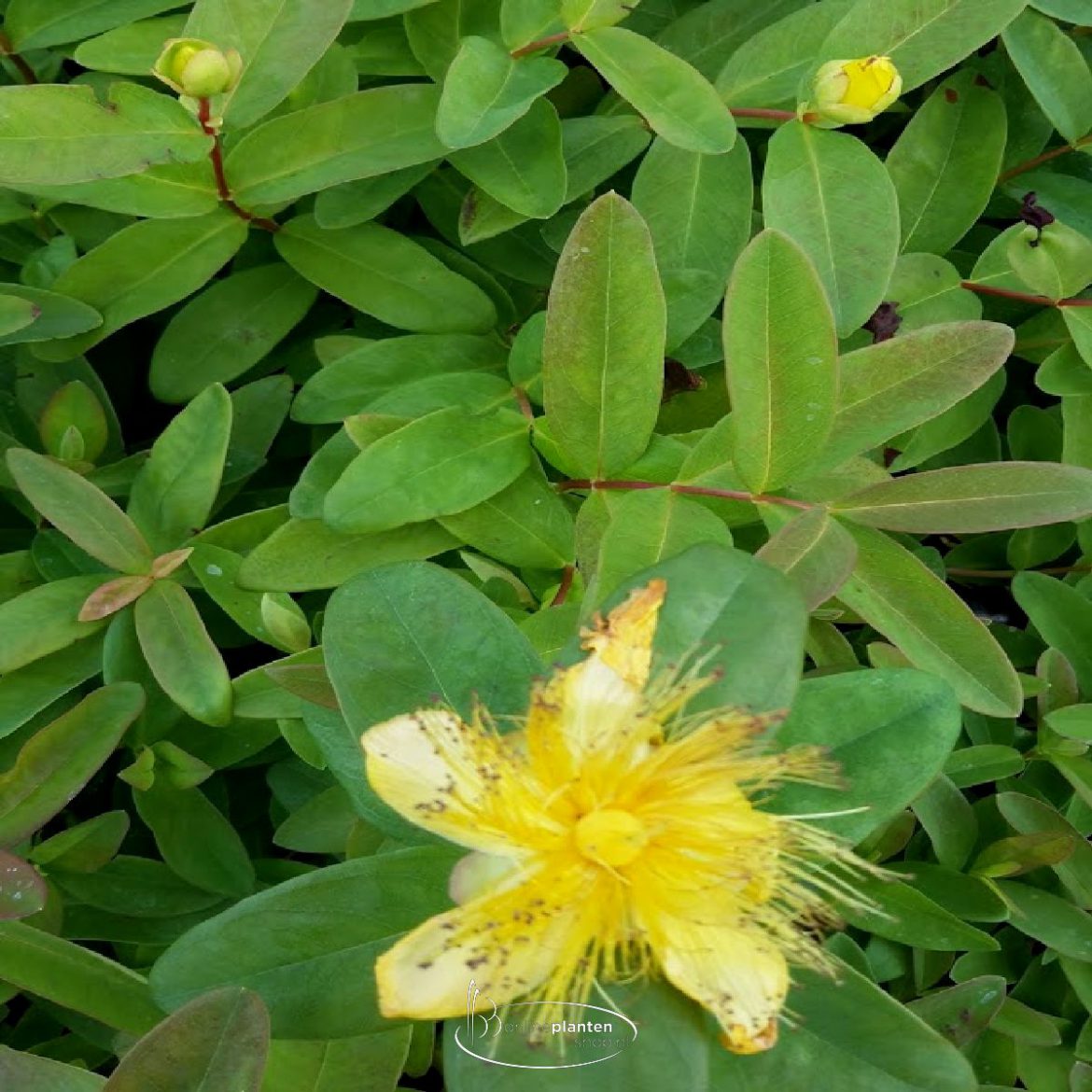 Hersthooi Hypericum calycinum Bodembedekker - Onlineplantenshop.nl