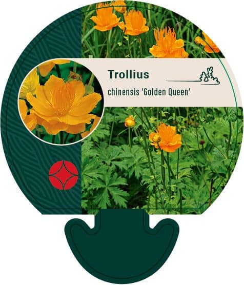 Kogelboterbloem Trollius Chinensis Golden Queen Borderplant