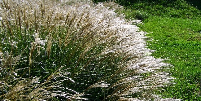 Siergrassen kopen? - Onlineplantenshop.nl